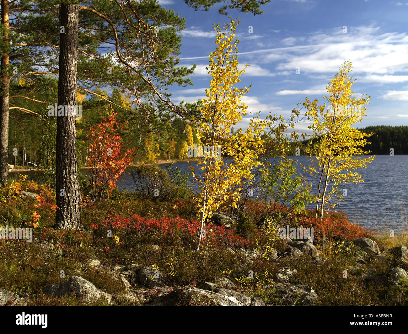 autmn colours ruska in finland koli national park Stock Photo - Alamy