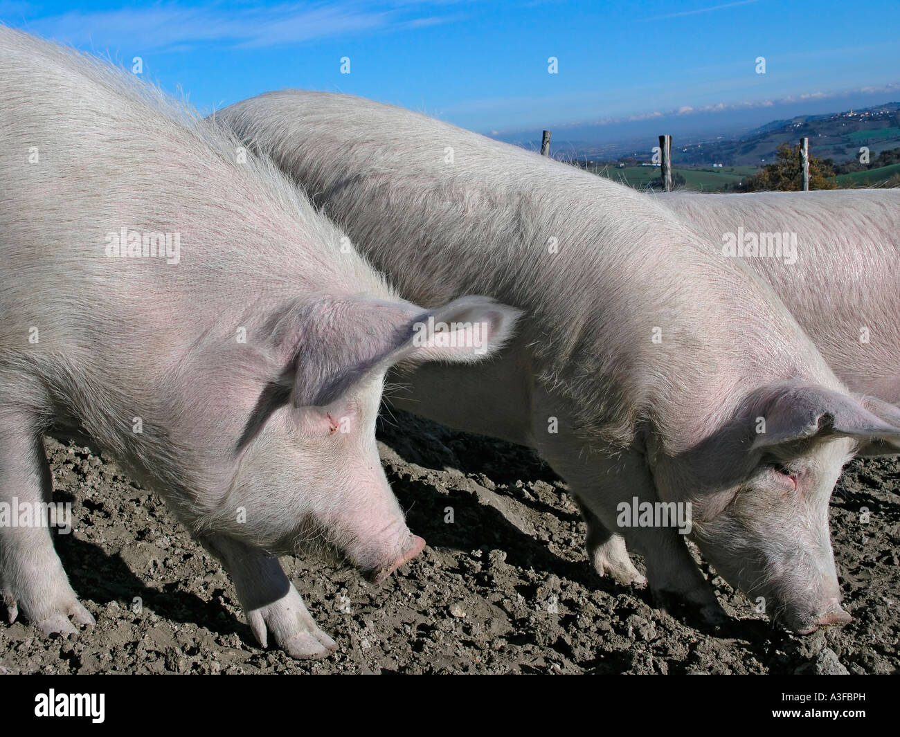 couple of pigs Stock Photo - Alamy