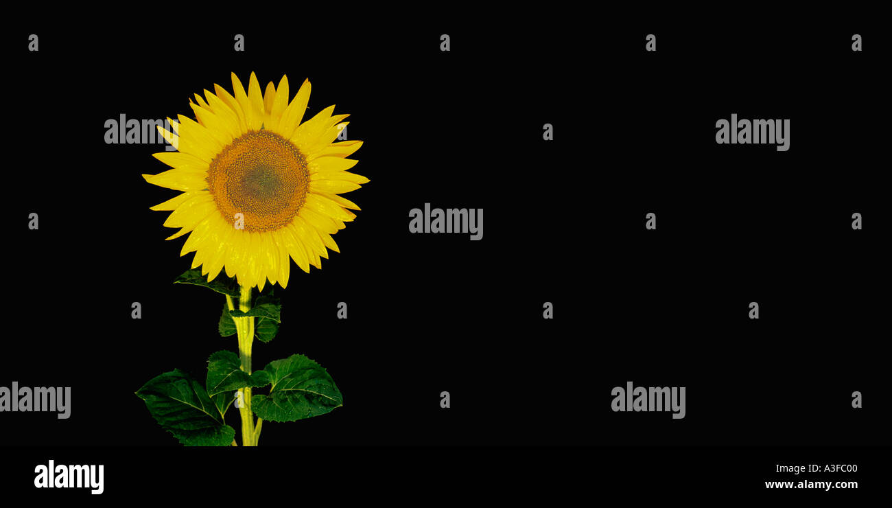 Single bright sunflower against dark backdrop Stock Photo - Alamy