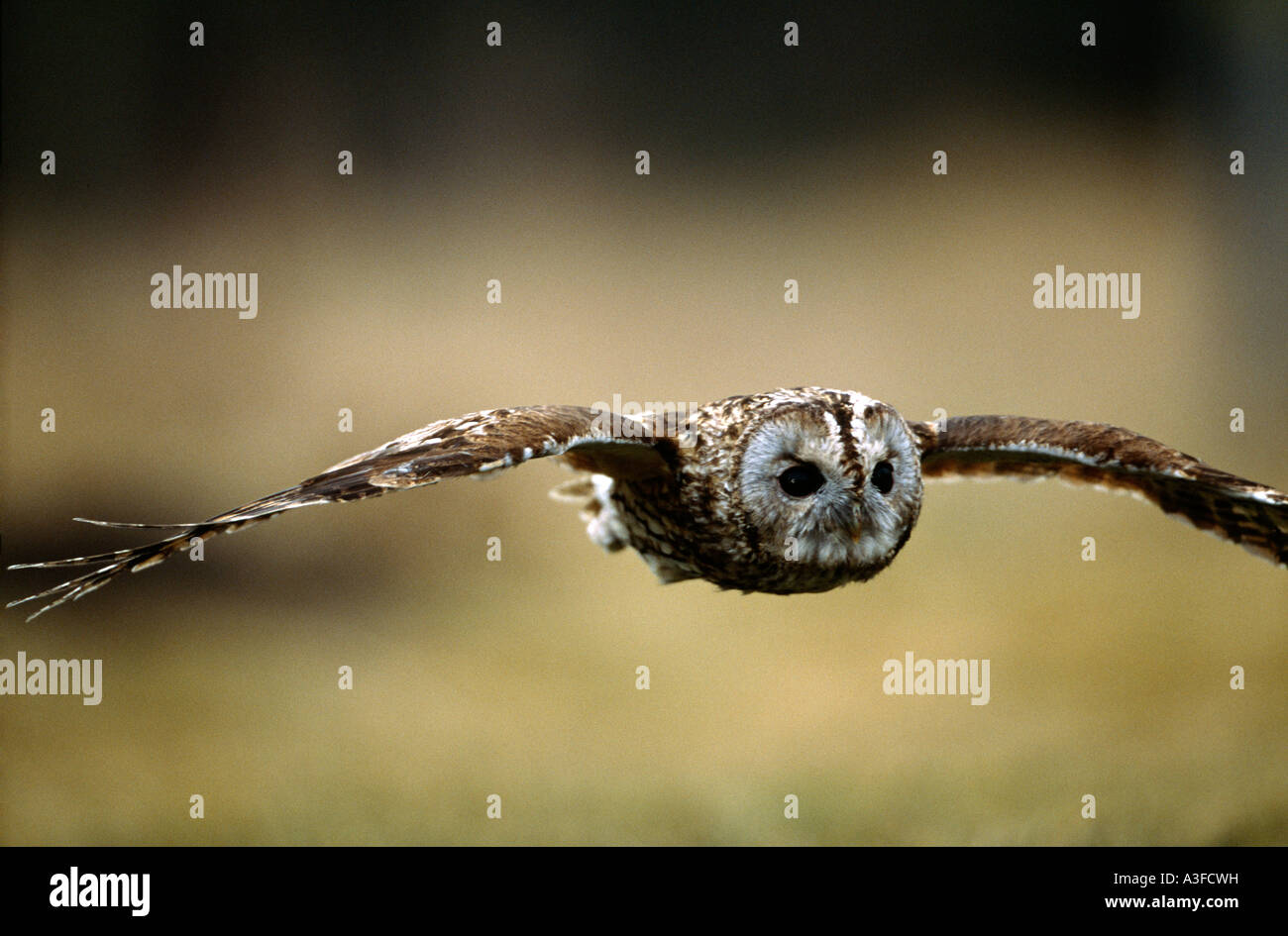 Tawny owl strix aluco flies hi-res stock photography and images - Alamy