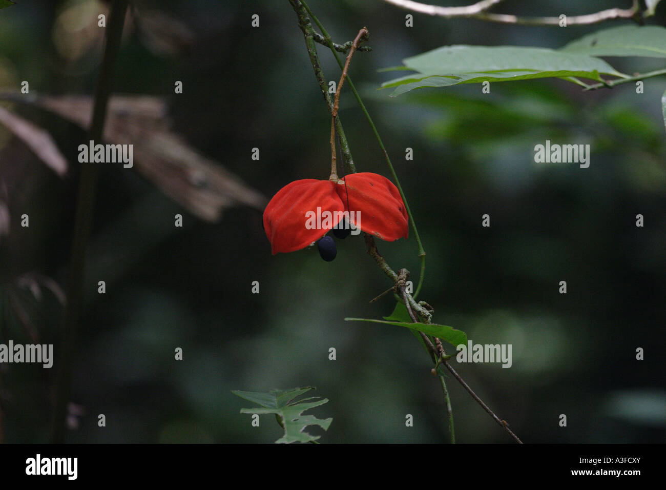 Colors of the forest Malaysia Borneo Stock Photo - Alamy