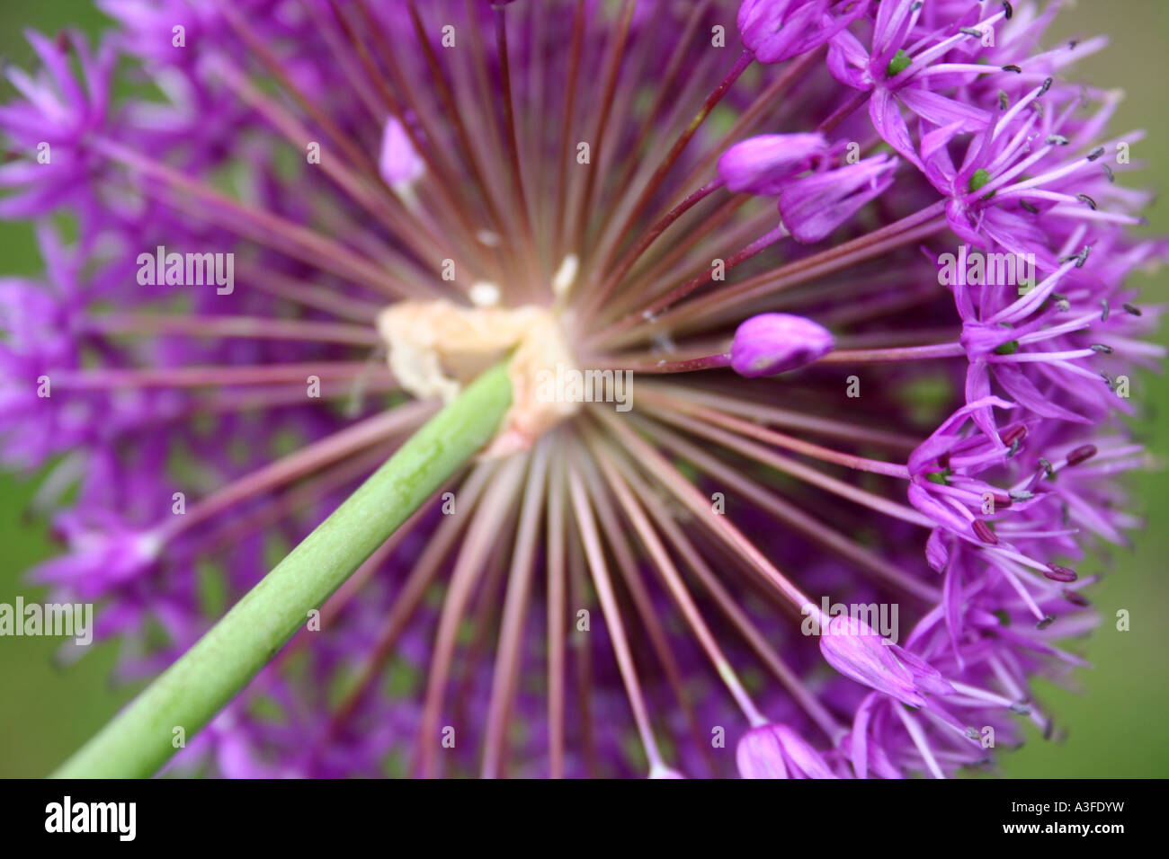 underneath of flowering allium Stock Photo - Alamy