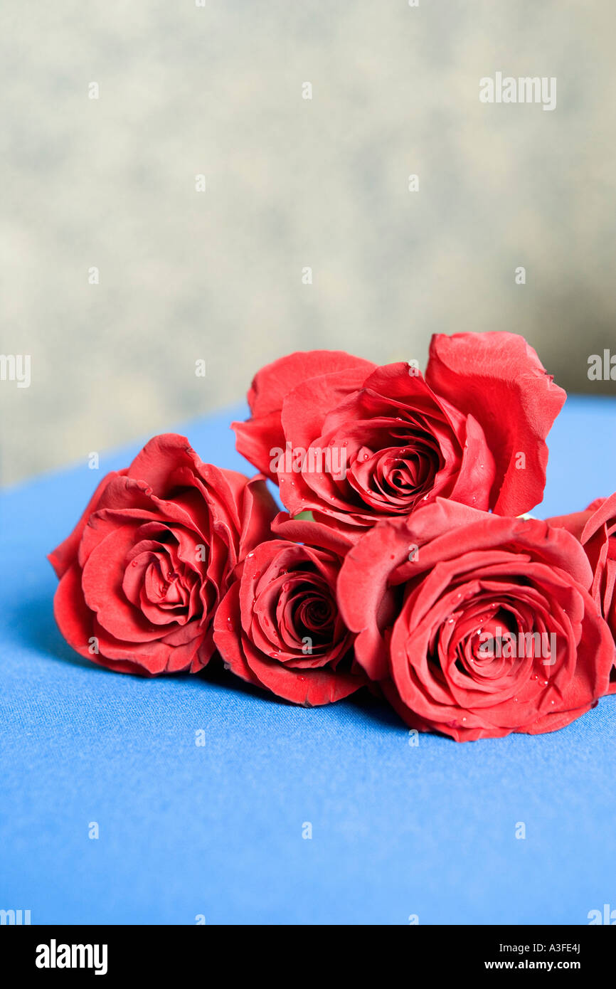 Five roses hi-res stock photography and images - Alamy