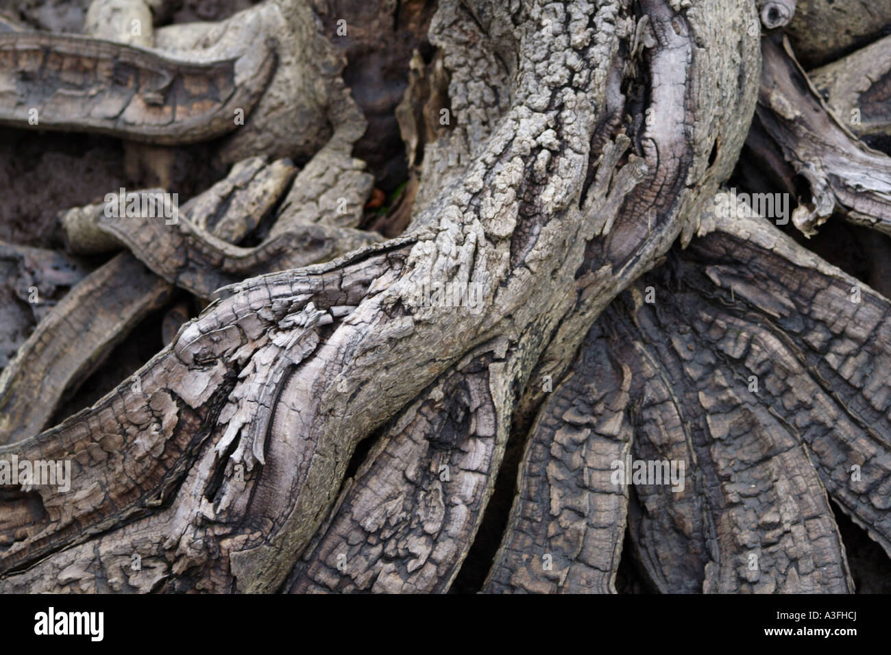 TWISTED DECAYING TREE ROOTS IN MANGROVE SWAMP HORIZONTAL BAPDA8945 ...