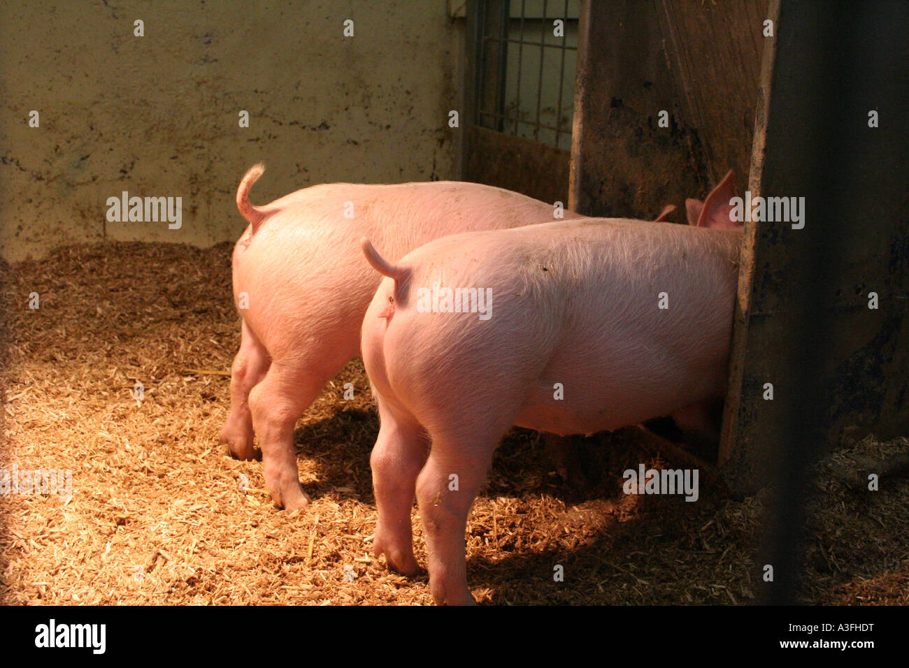 Boar siblings hi-res stock photography and images - Alamy