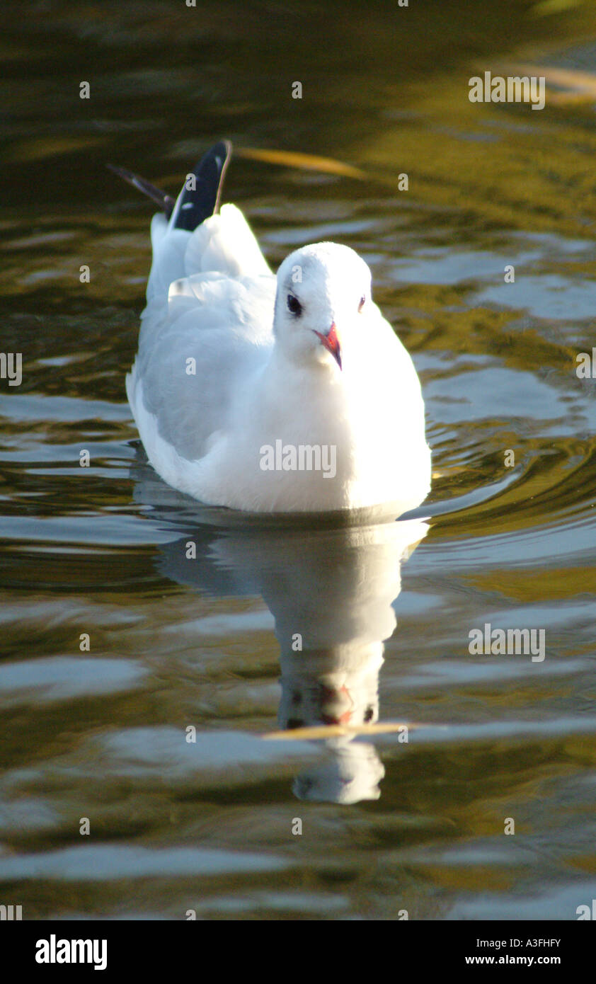 Seagull in St James Park London Stock Photo - Alamy