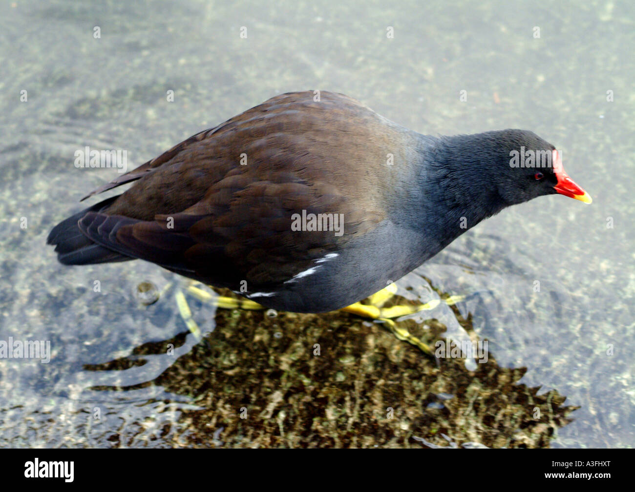 Moorhen in St James Park London Stock Photo - Alamy