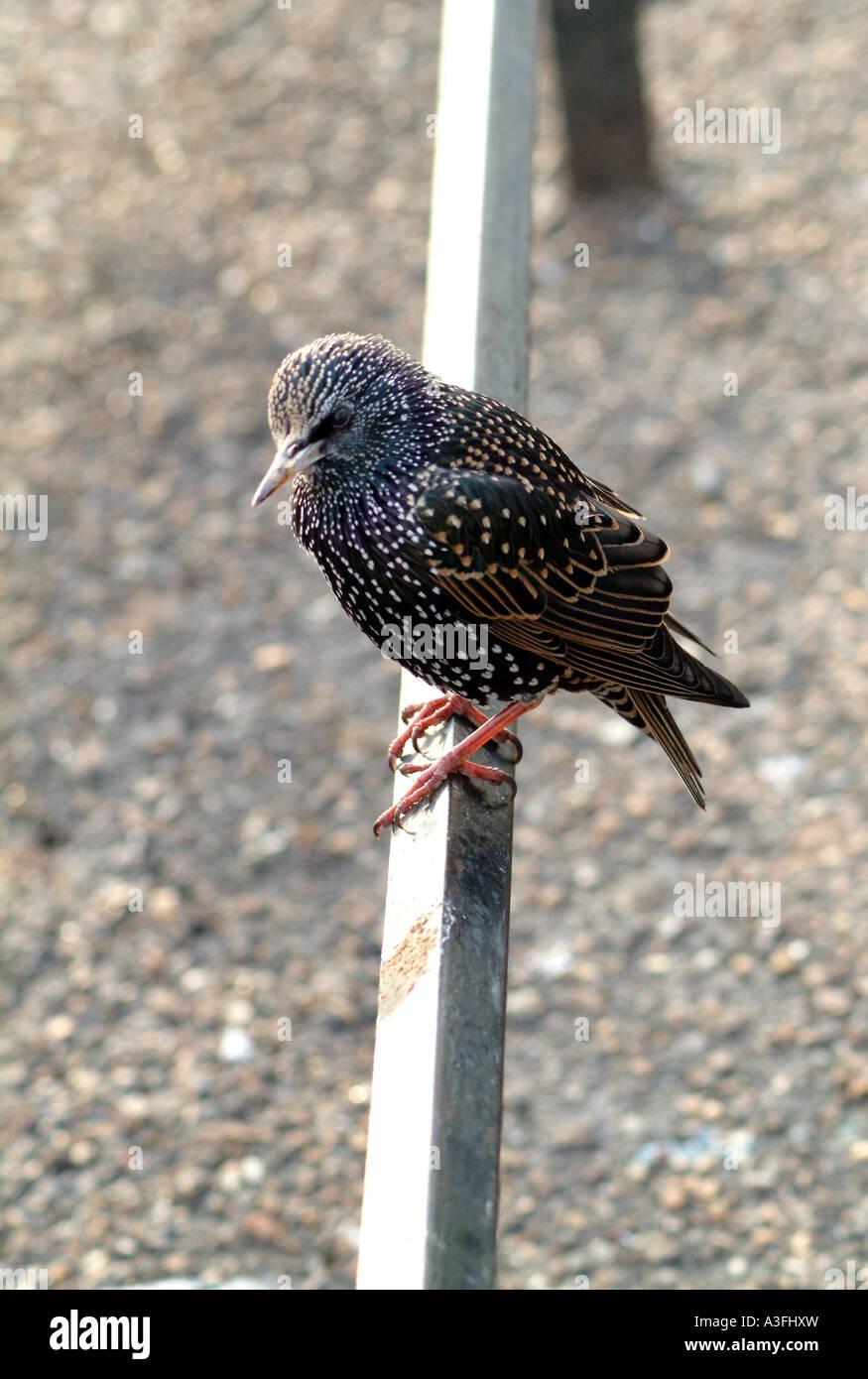 Starling in St James Park London Stock Photo - Alamy