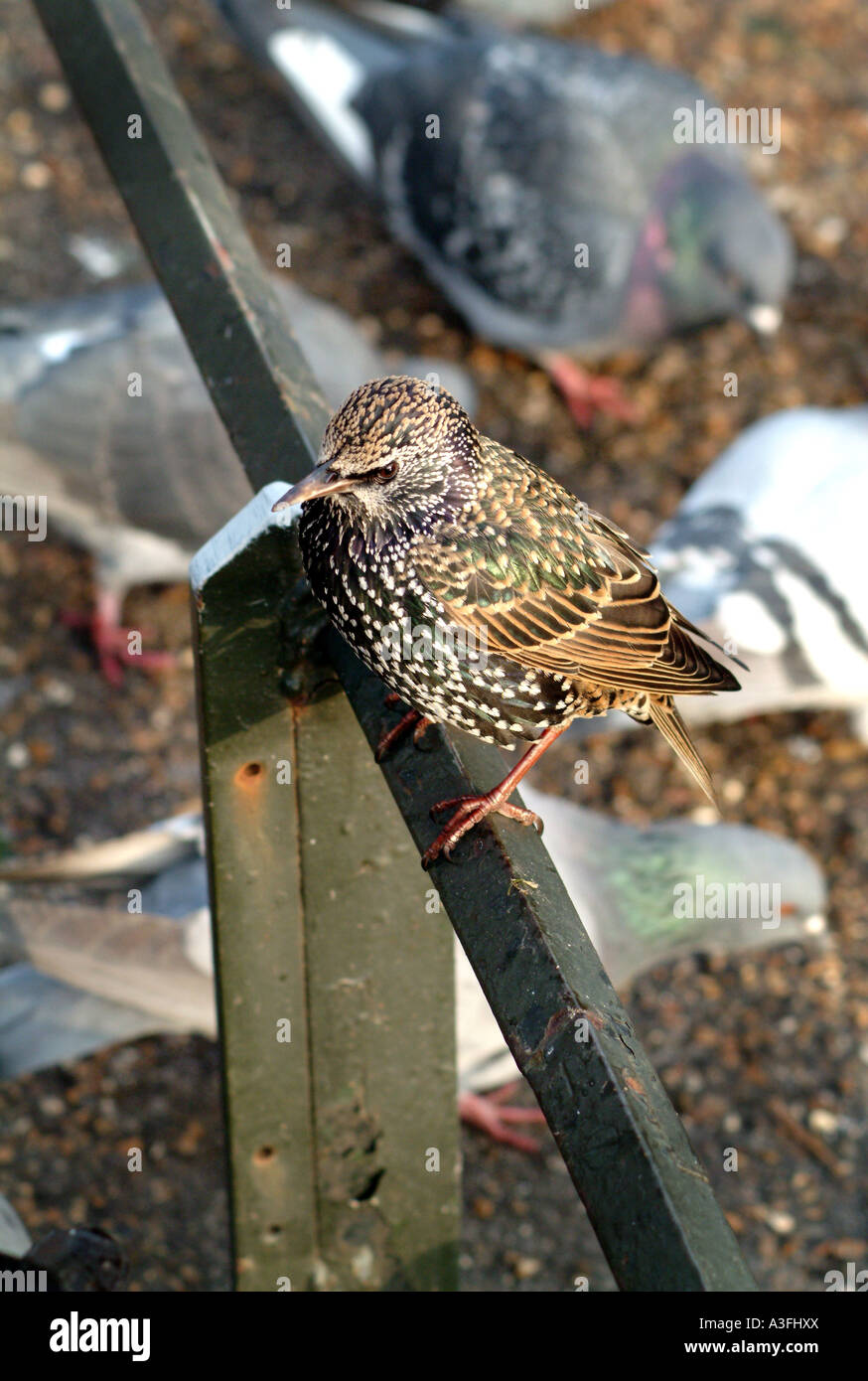 Starling in St James Park London Stock Photo - Alamy