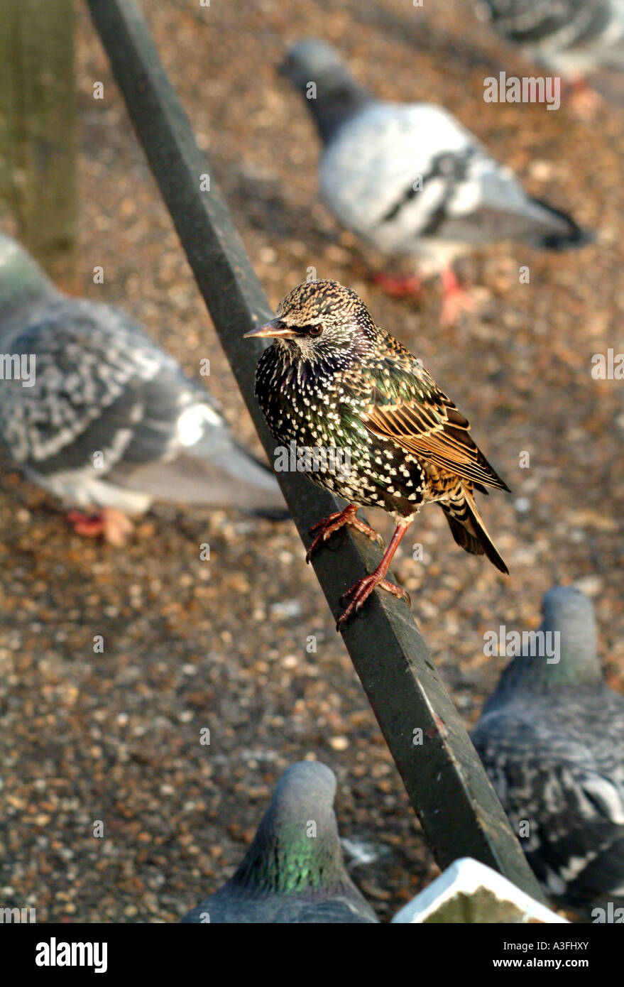 Starling in St James Park London Stock Photo - Alamy