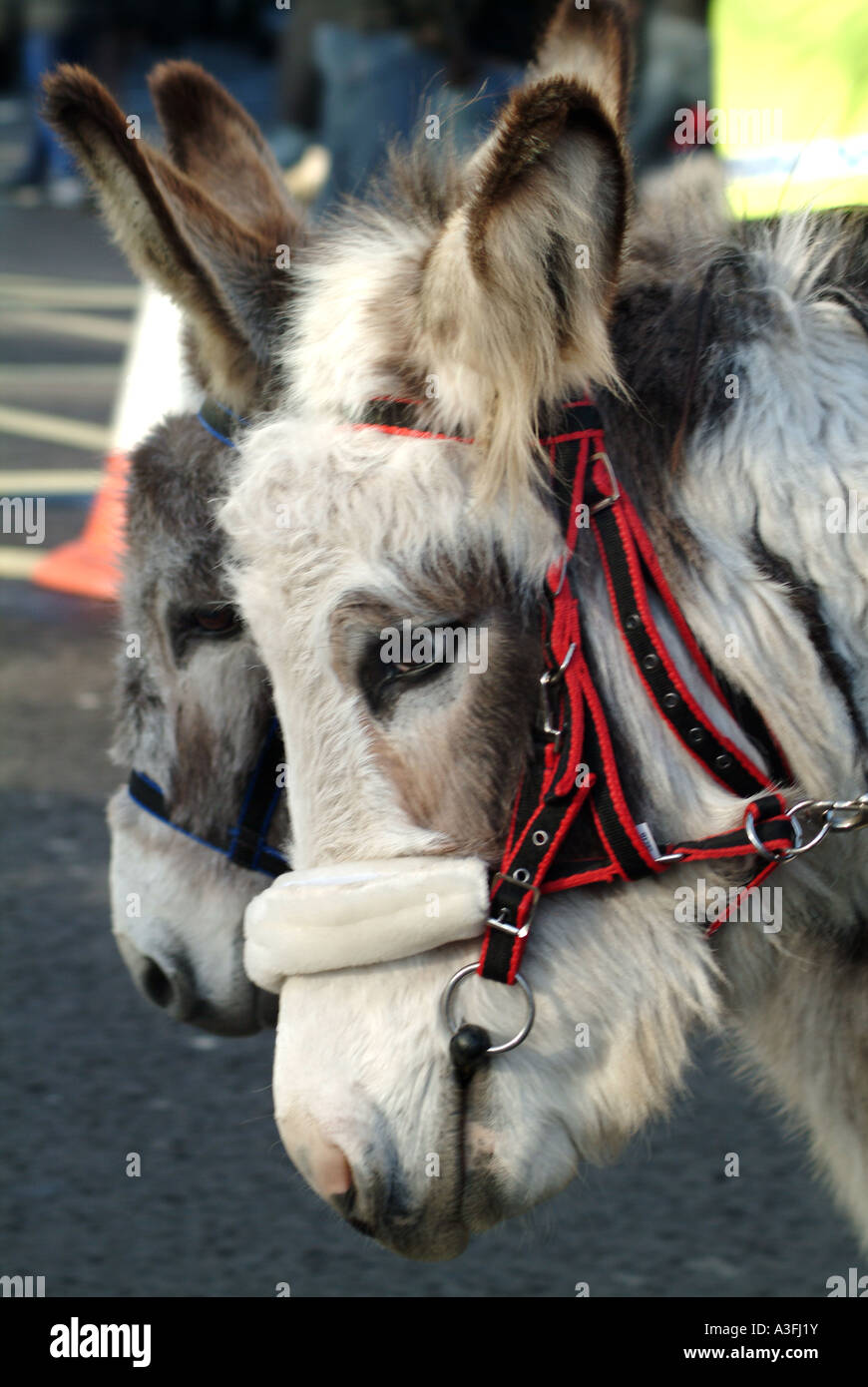 Donkeys in the parade hi-res stock photography and images - Alamy
