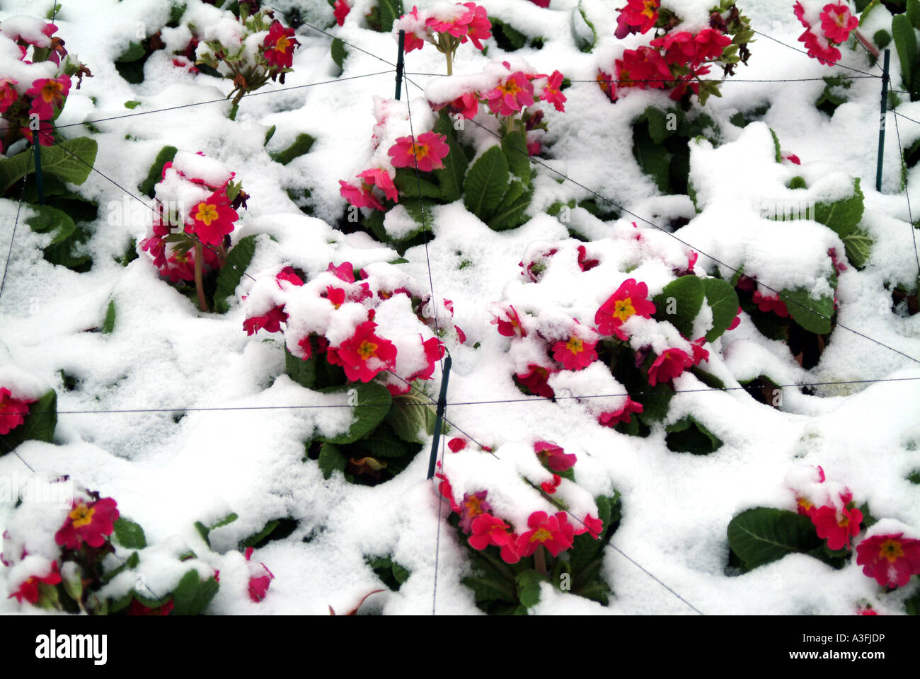 Snowfall in st james hi-res stock photography and images - Alamy