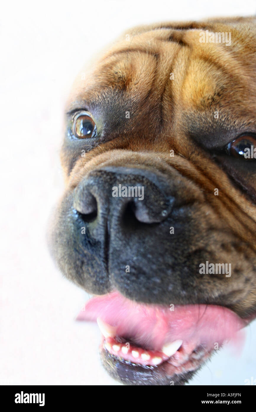 Distorted dog head hi-res stock photography and images - Alamy