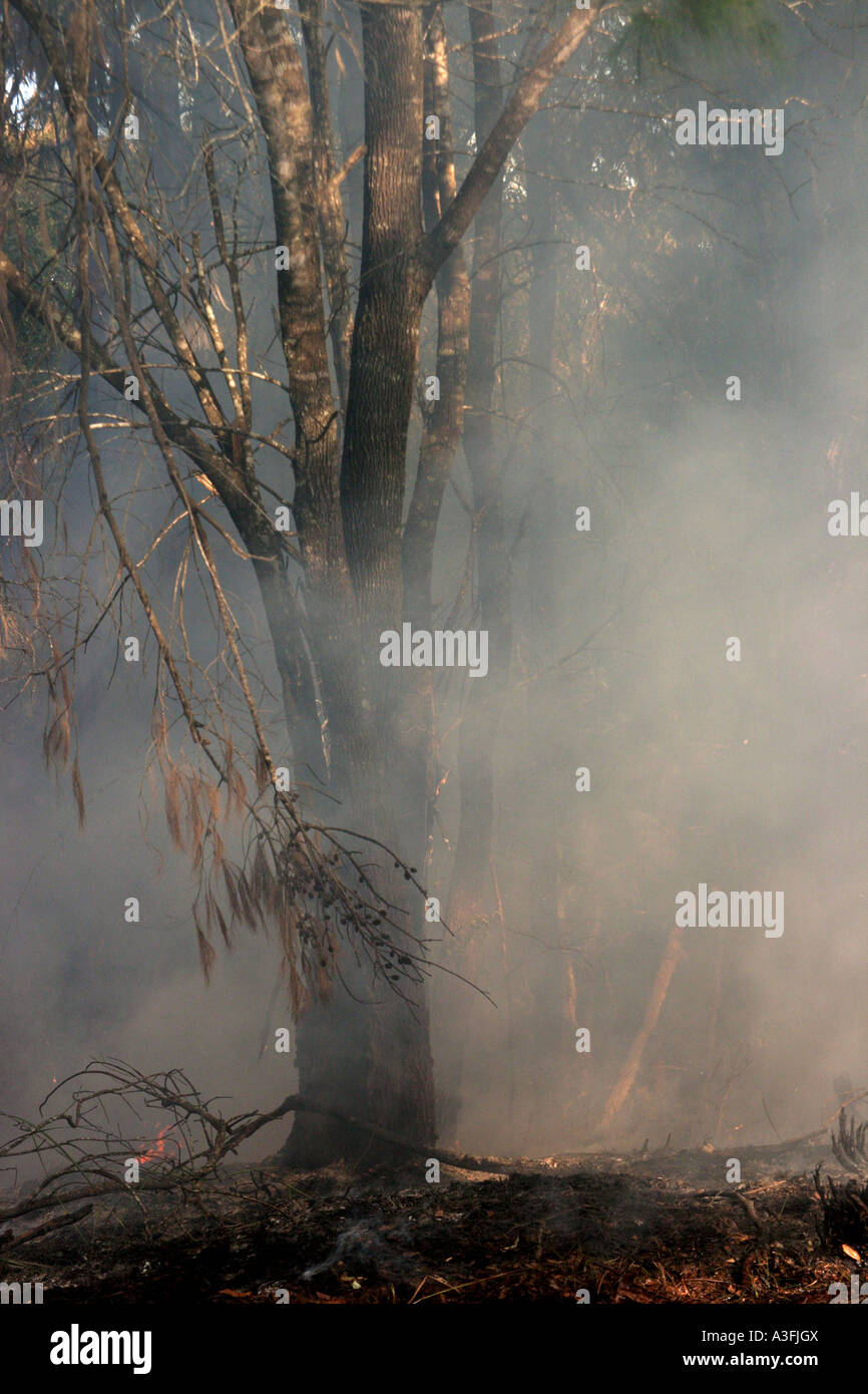 BUSHFIRE VERTICAL BAPDB8918 Stock Photo - Alamy