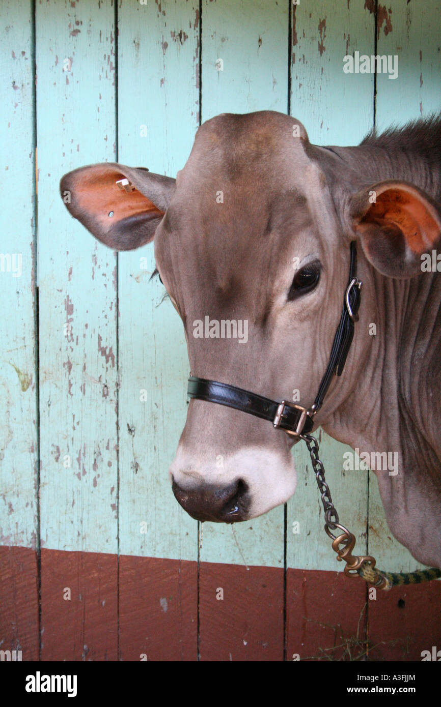 Brisbane best view hi-res stock photography and images - Alamy