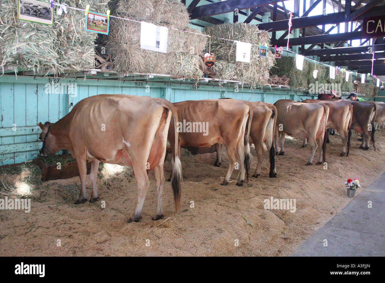 REAR VIEW OF A GROUP OF COWS AT A COUNTRY SHOW HORIZONTAL BAPDB8967 ...