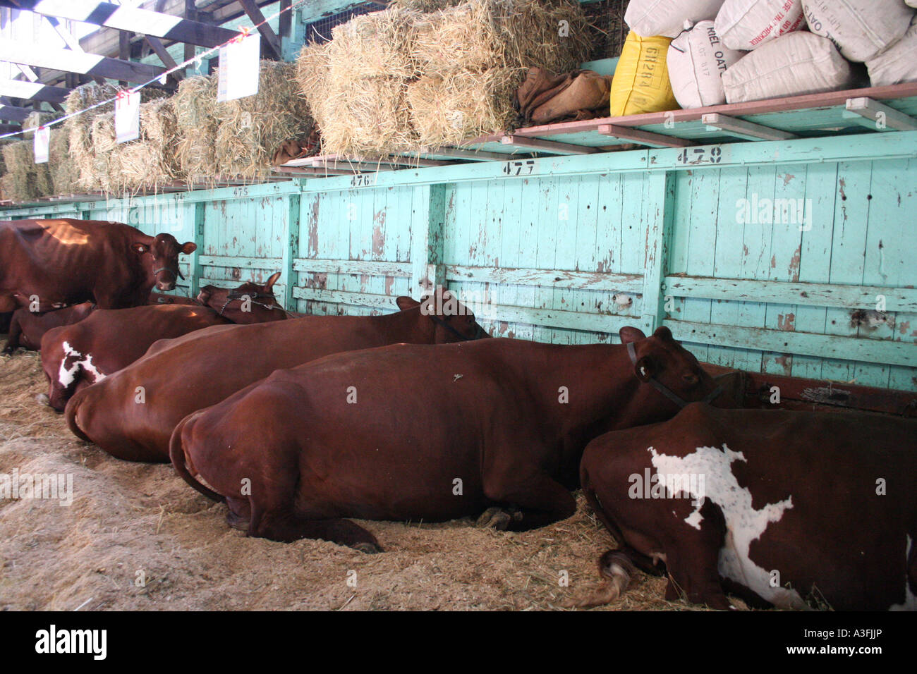 REAR VIEW OF A GROUP OF COWS AT A COUNTRY SHOW HORIZONTAL BAPDB8968 ...