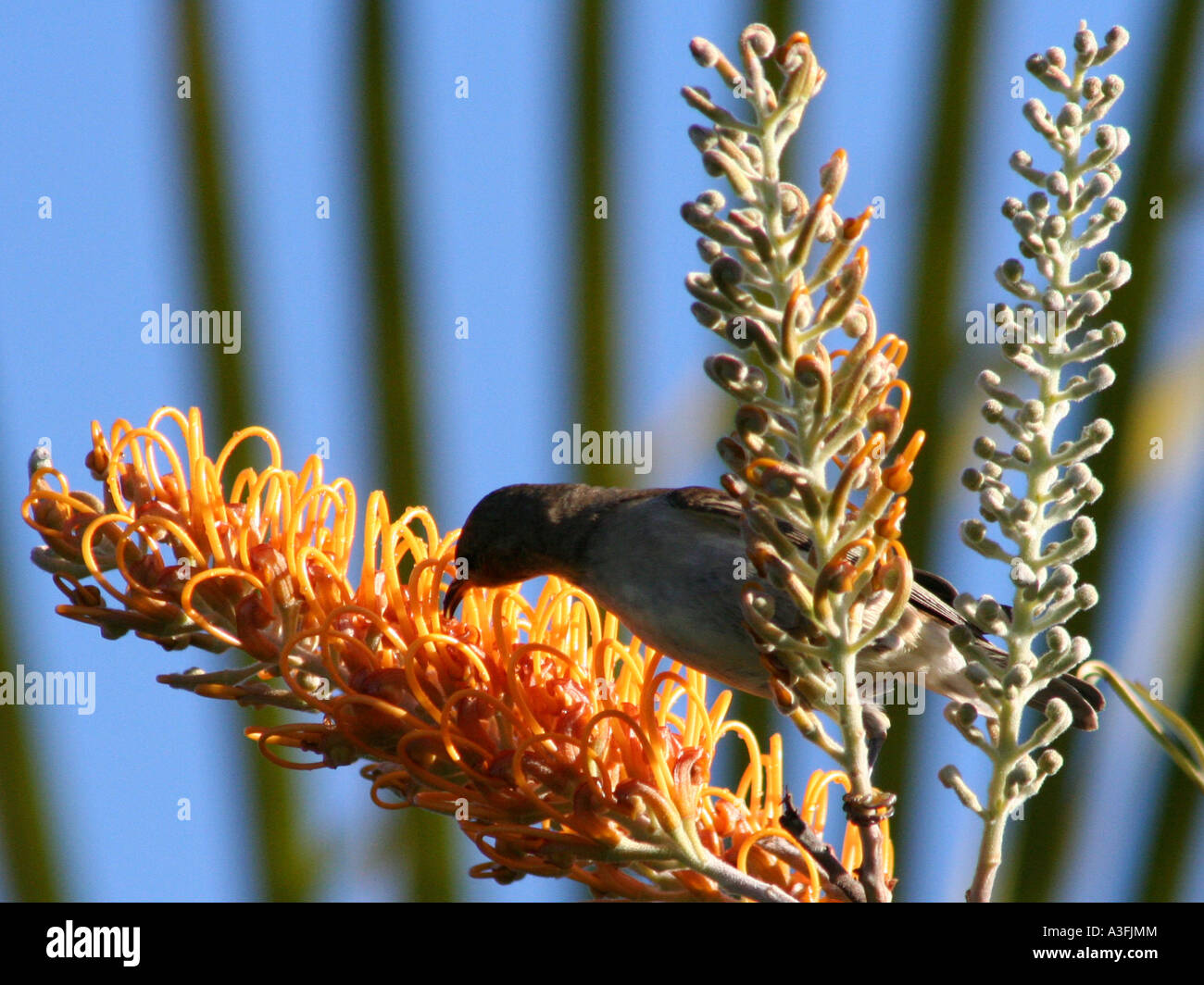 An australian silvereye bird eating hi-res stock photography and images ...