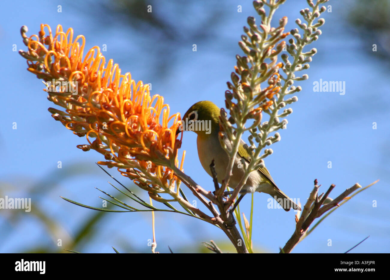 Australian silvereye bird hi-res stock photography and images - Alamy