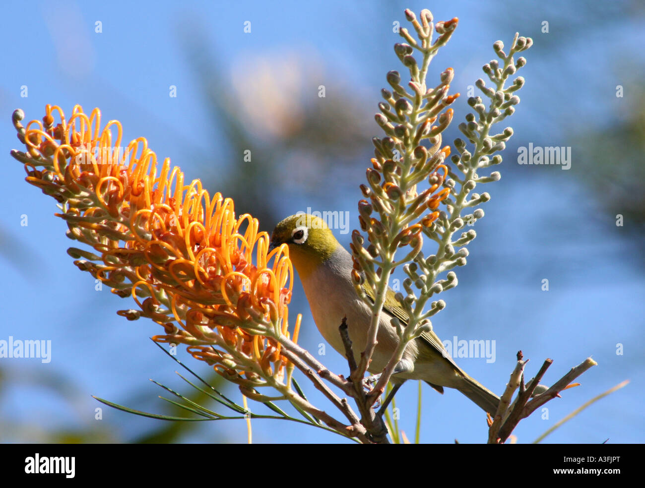 Australian silvereye bird eating hi-res stock photography and images ...