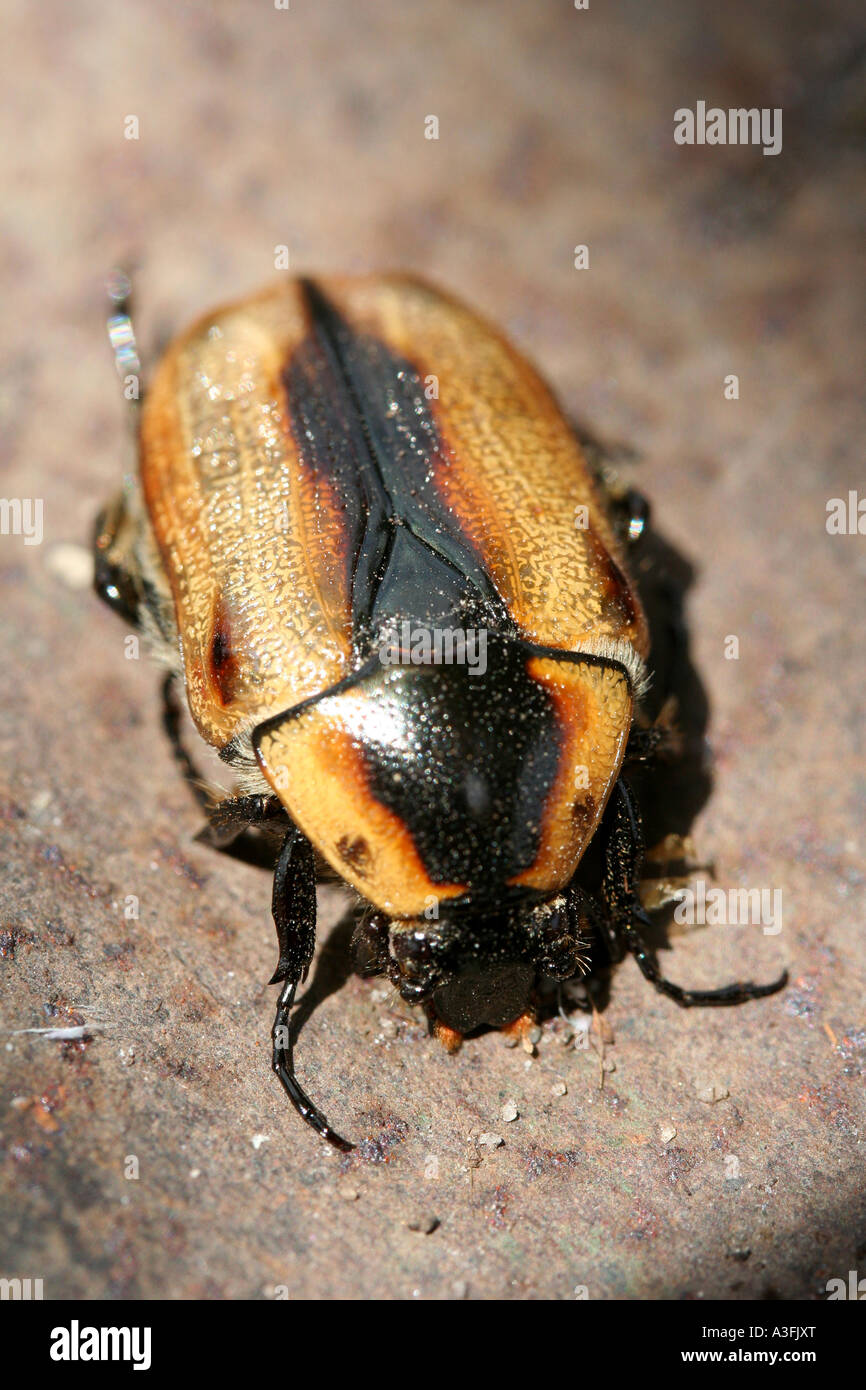 CLOSE UP OF A COWBOY BEETLE BAPDA9581 Stock Photo - Alamy