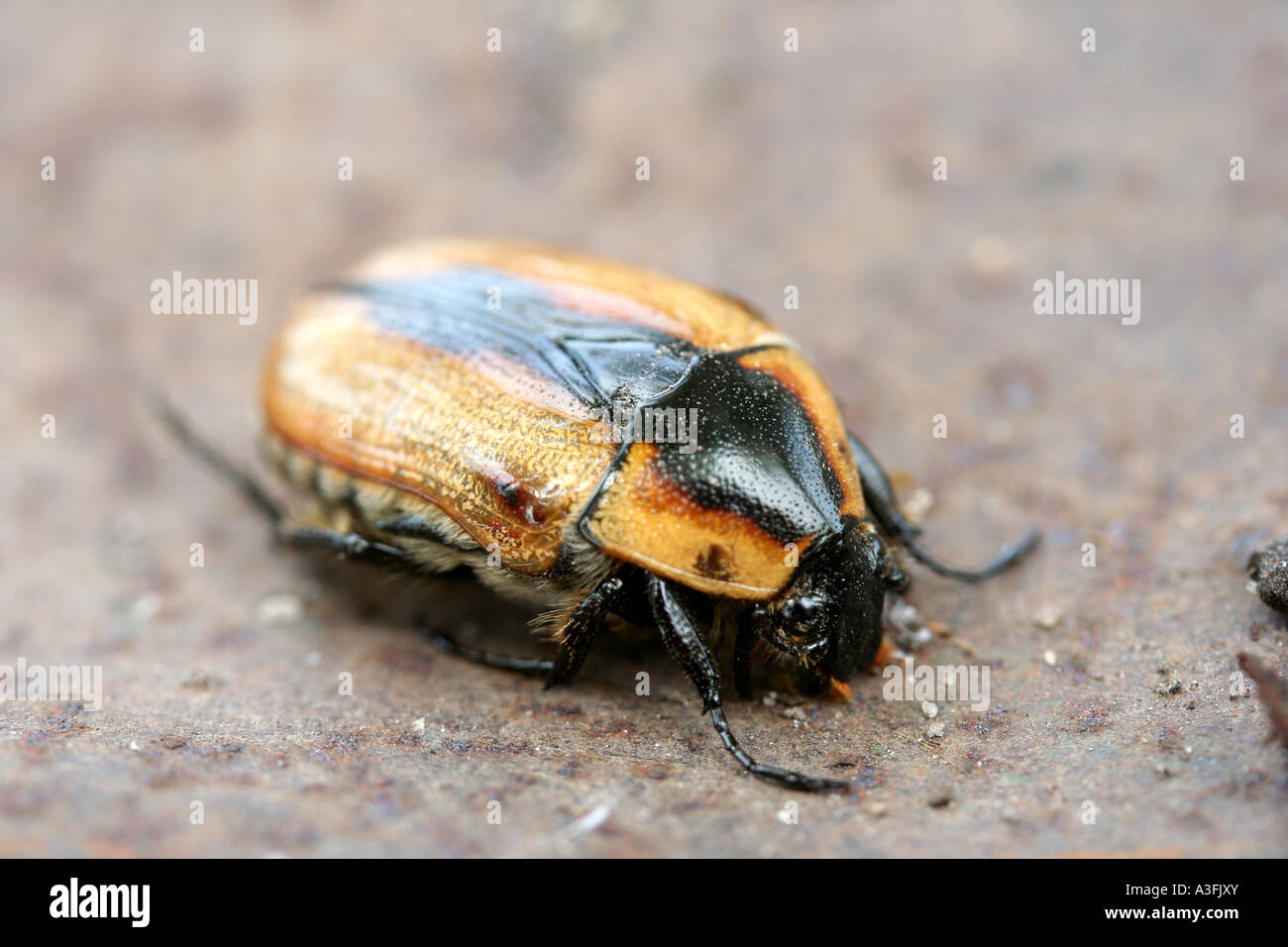 CLOSE UP OF A COWBOY BEETLE BAPDA9584 Stock Photo - Alamy