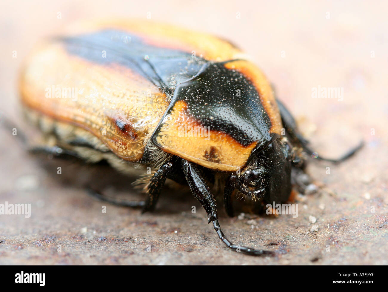 CLOSE UP OF A COWBOY BEETLE BAPDA9585 Stock Photo - Alamy