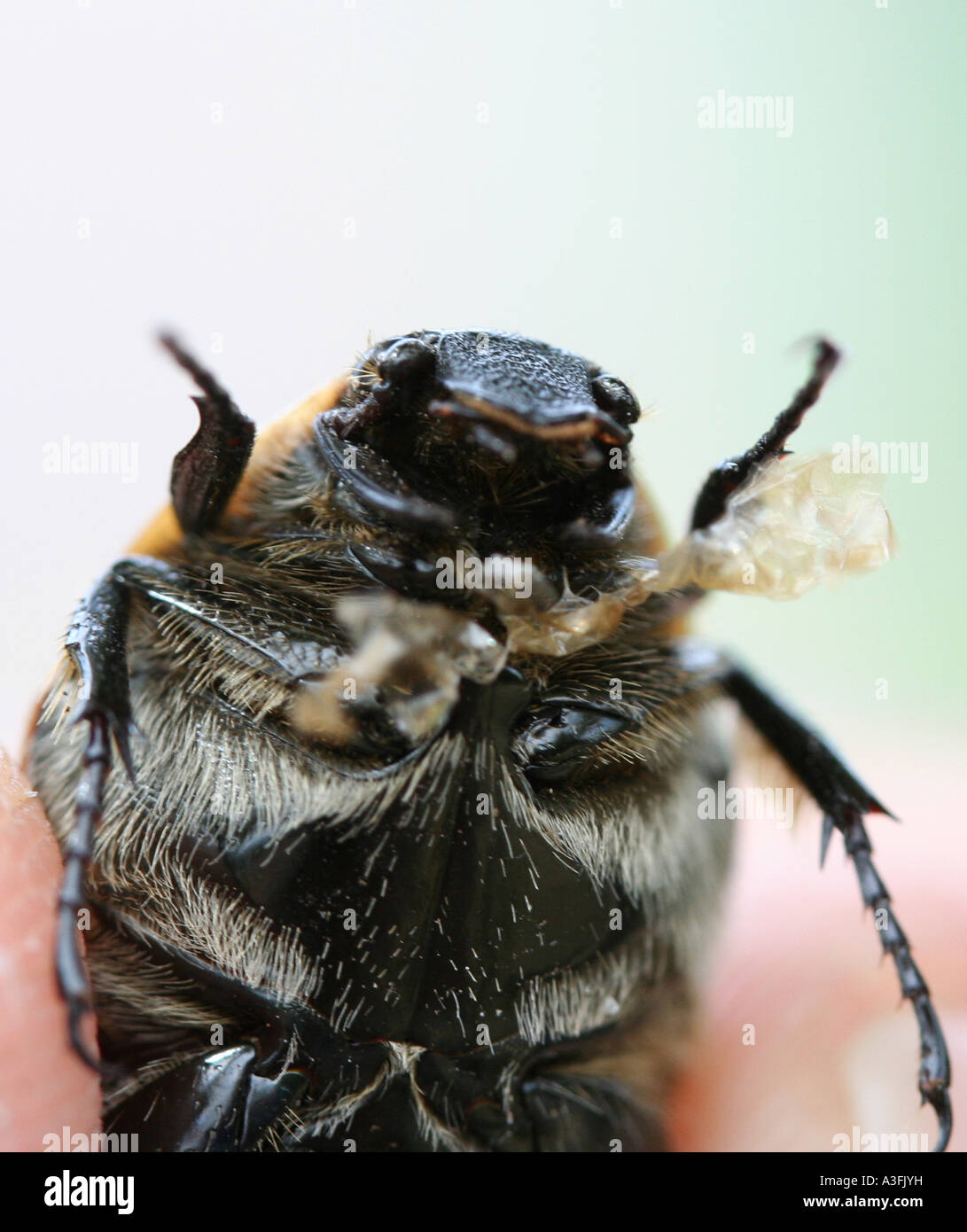 THE UNDERNEATH OF A COWBOY BEETLE BAPDA9586 Stock Photo - Alamy