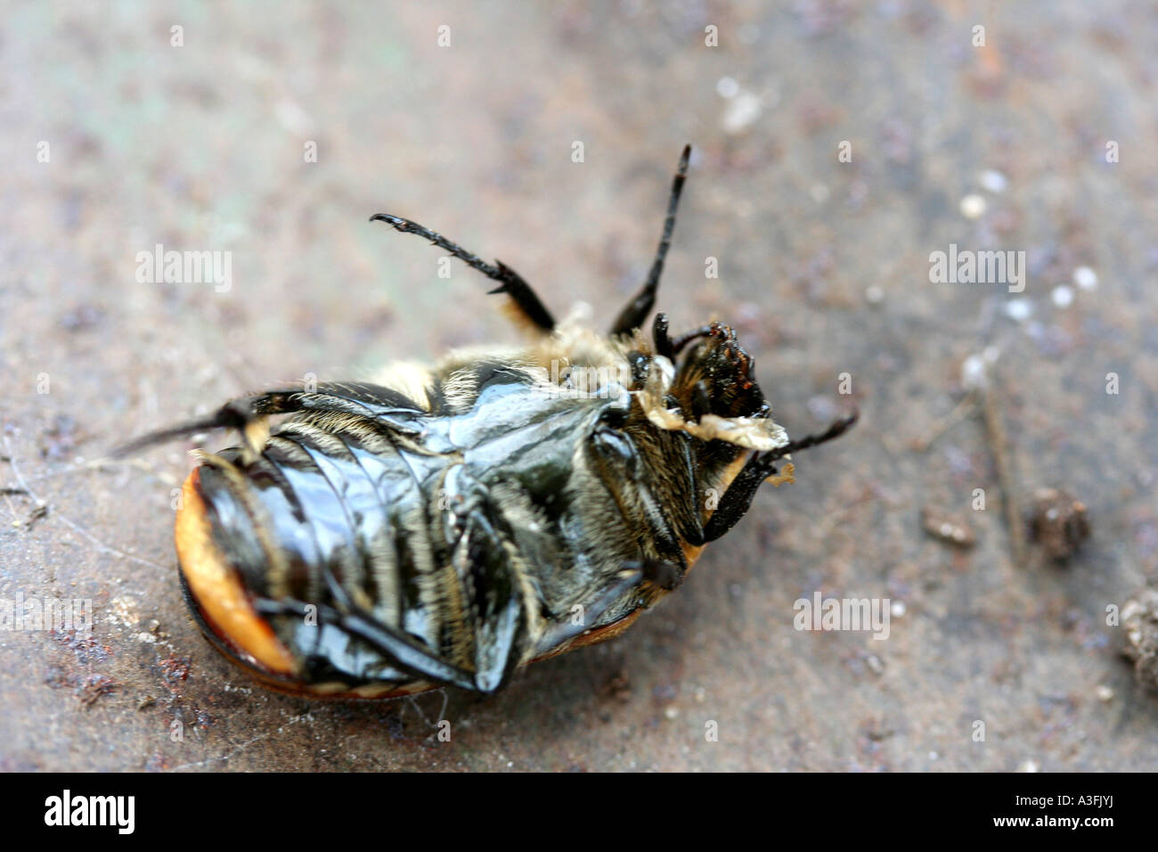 THE UNDERNEATH OF A COWBOY BEETLE BAPDA9587 Stock Photo - Alamy