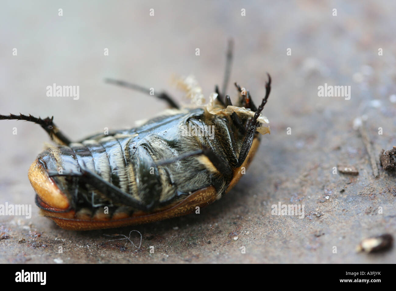 THE UNDERNEATH OF A COWBOY BEETLE BAPDA9588 Stock Photo - Alamy