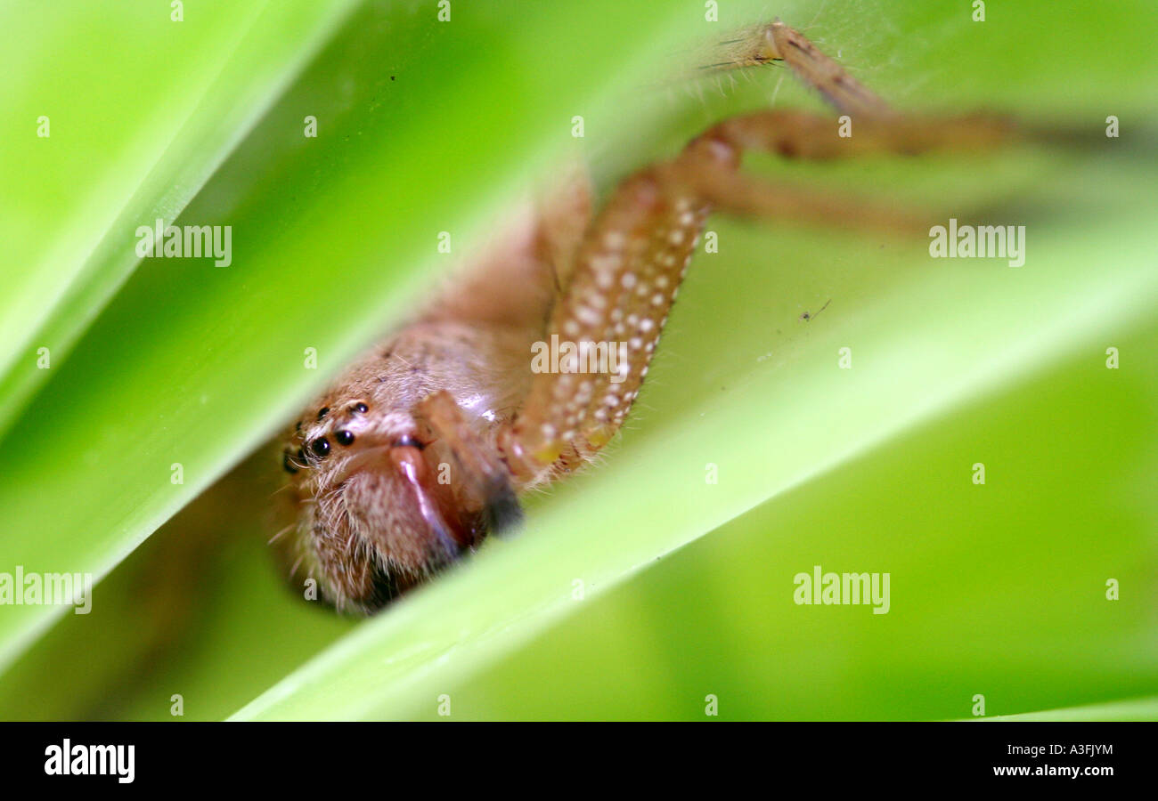 A SHIELD HUNTSMAN SPIDER HIDING BAPDA9589 Stock Photo - Alamy
