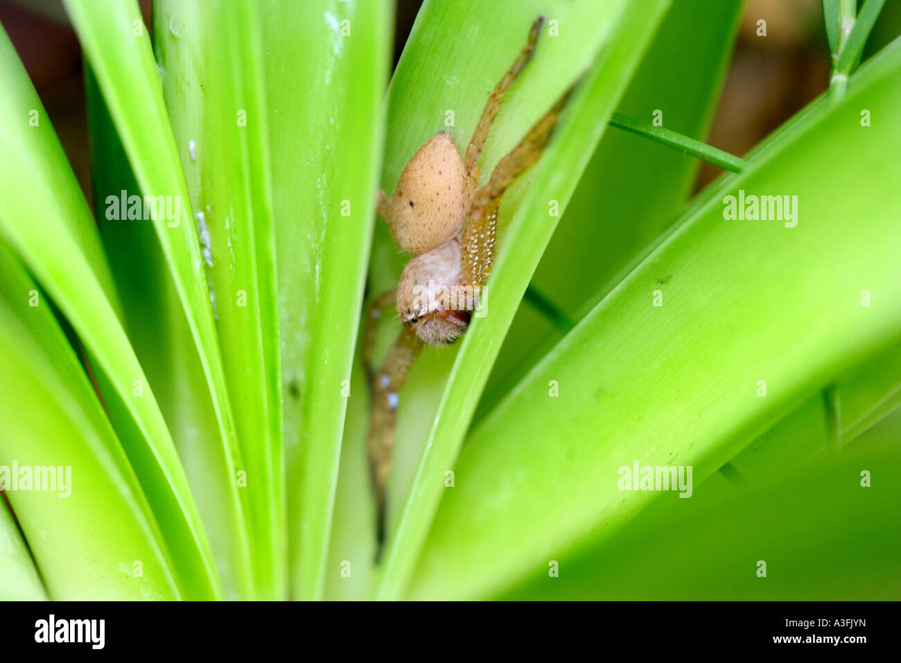 A SHIELD HUNTSMAN SPIDER HIDING BAPDA9591 Stock Photo - Alamy