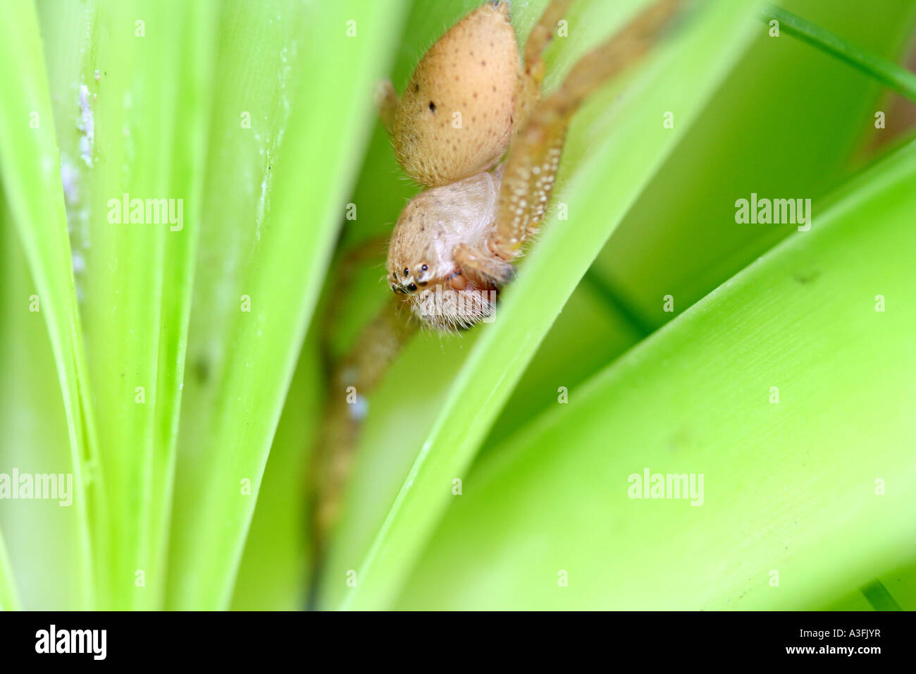 A SHIELD HUNTSMAN SPIDER HIDING BAPDA9592 Stock Photo - Alamy