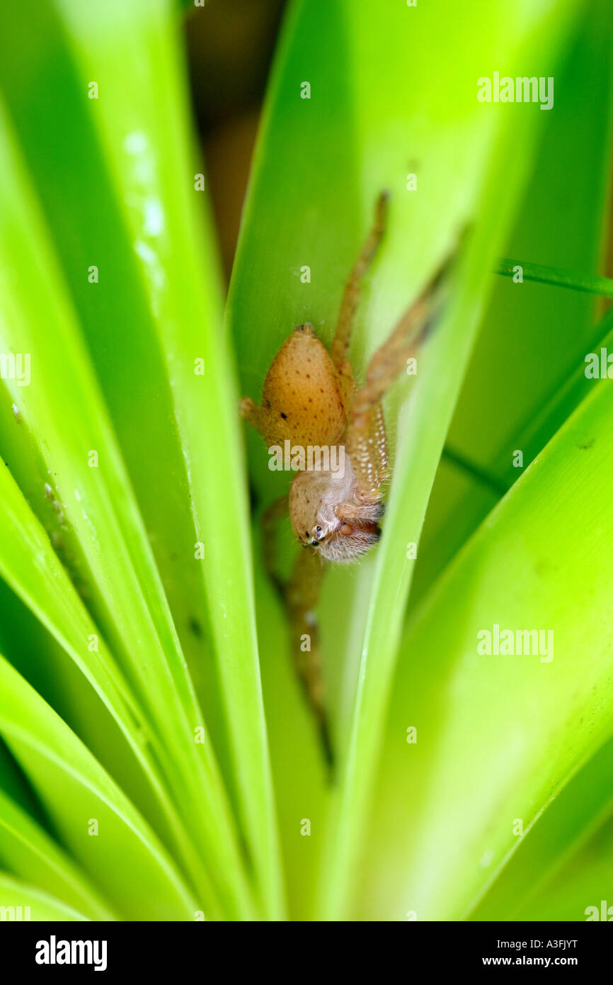 A SHIELD HUNTSMAN SPIDER BAPDA9593 Stock Photo - Alamy