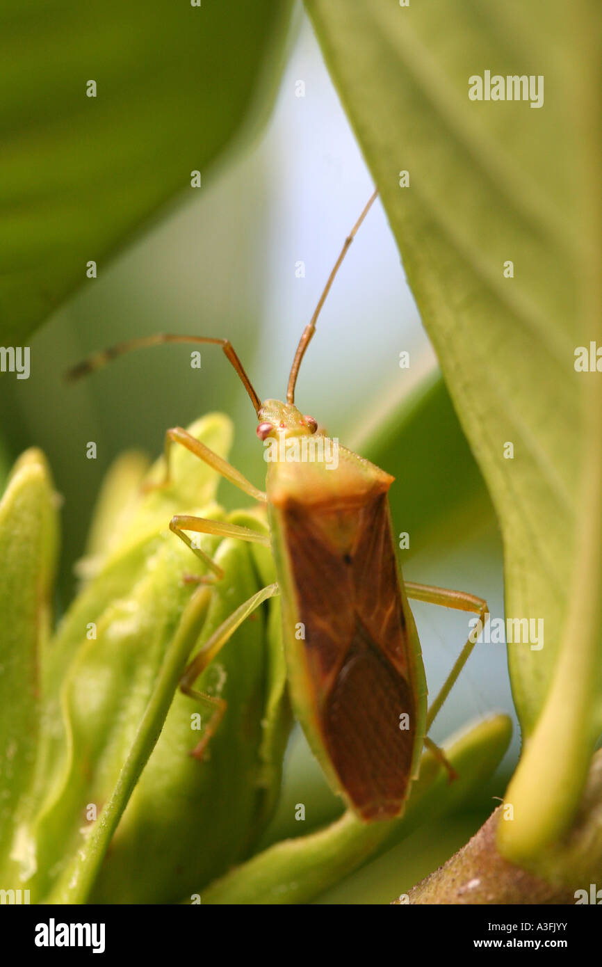 Close up of a Miridae bug Stock Photo - Alamy