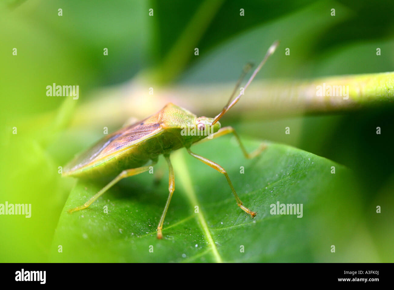 Close up of a miridae bug Stock Photo - Alamy