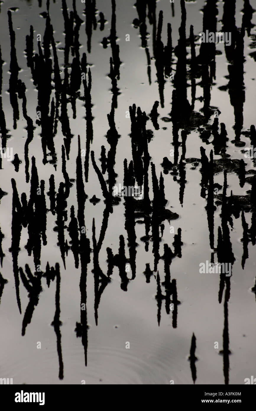 ROOTS IN MANGROVE SWAMP VERTICAL BAPDB8853 Stock Photo - Alamy