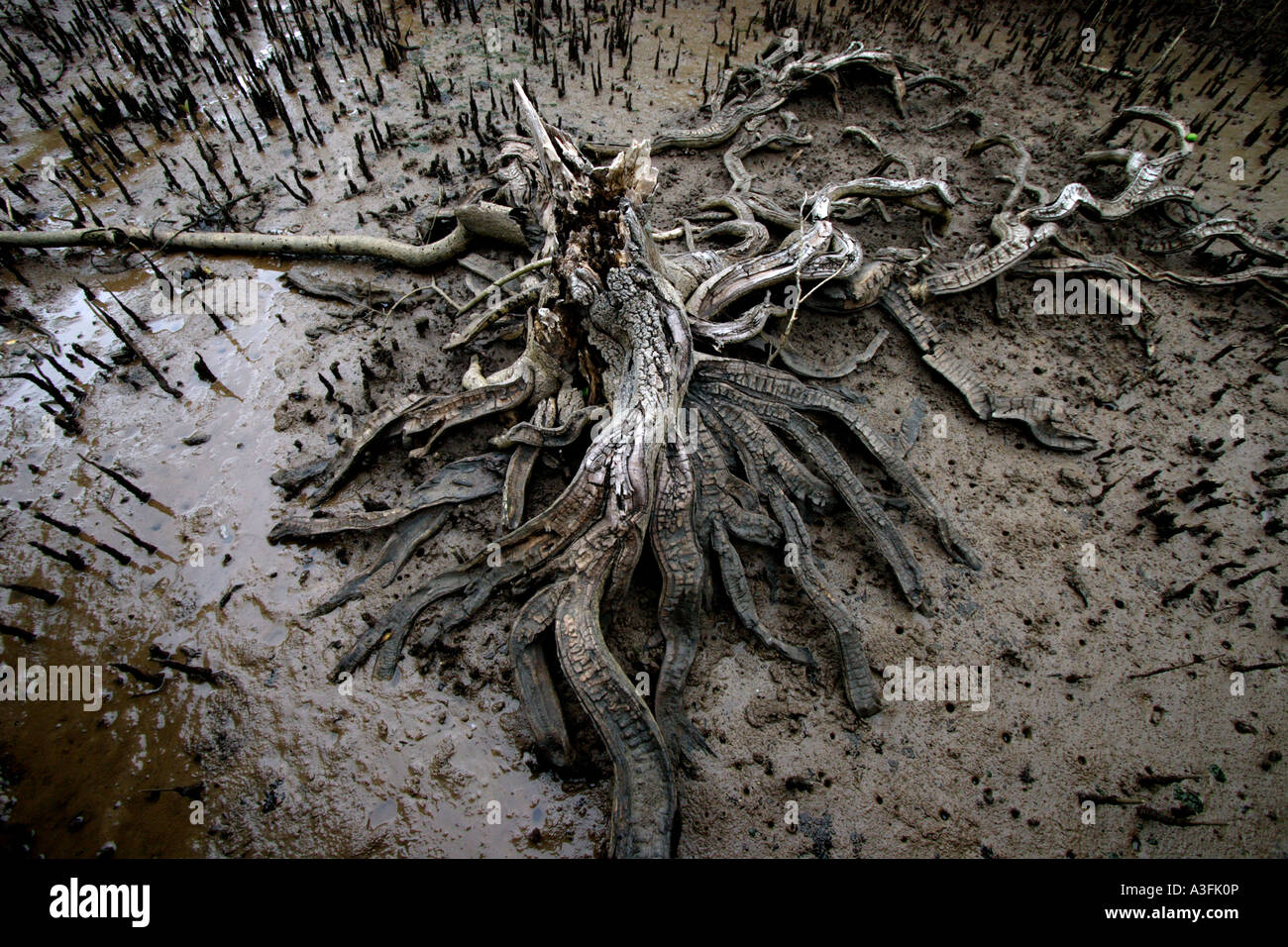 TWISTED TREE ROOTS IN MANGROVE SWAMP BAPDB8856 Stock Photo - Alamy