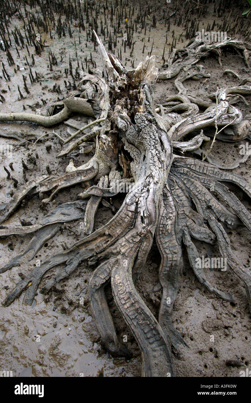 Twisted Tree Roots
