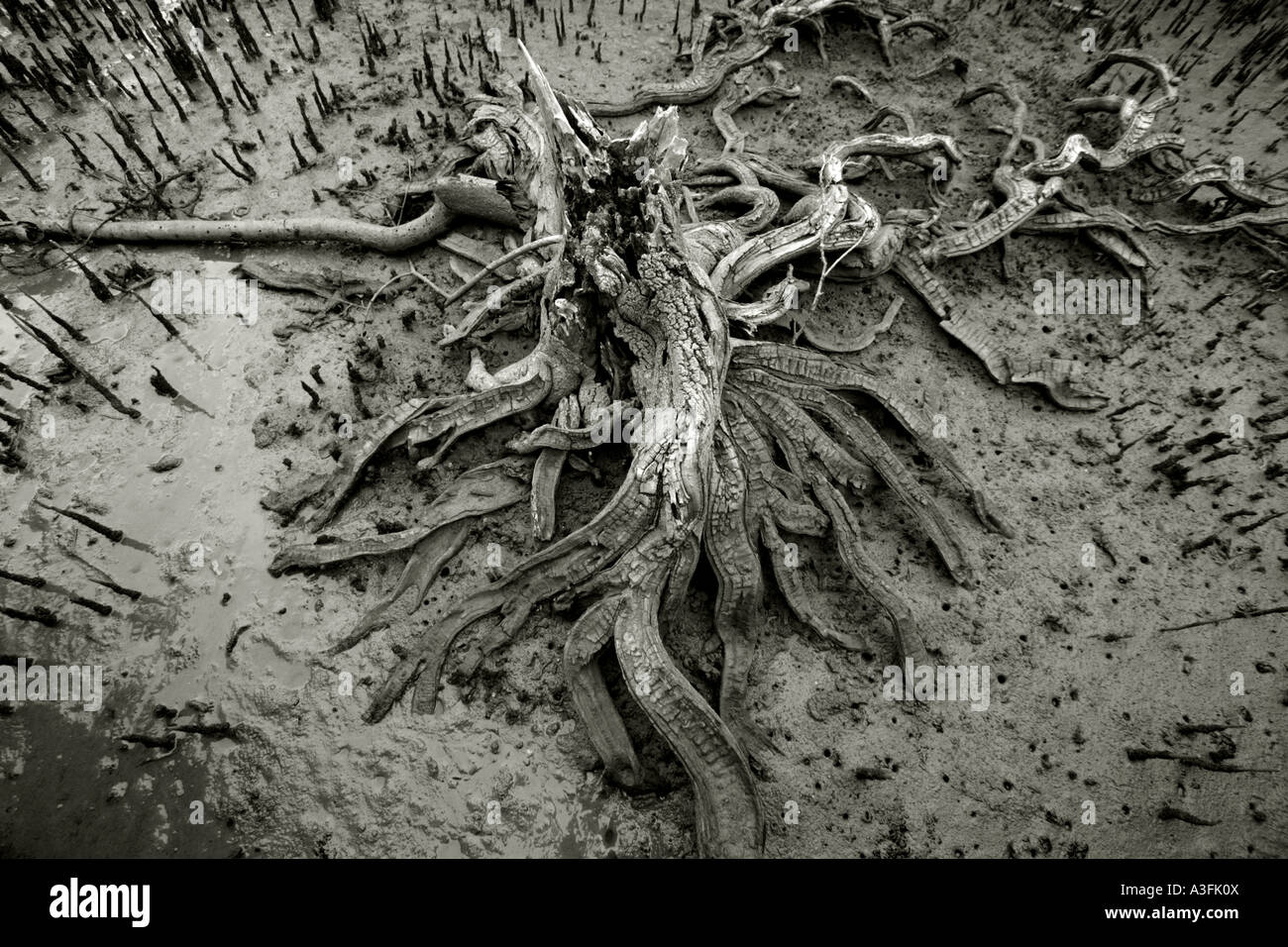 TWISTED TREE ROOTS IN MANGROVE SWAMP BAPDB8859 HORIZONTAL Stock Photo ...