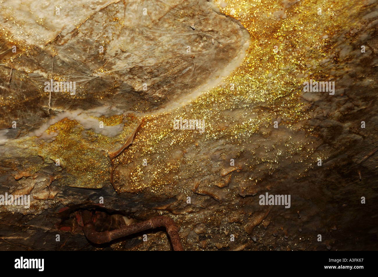 Dry rot fungus fruiting body serpula lacrymans spread onto brickwork ...