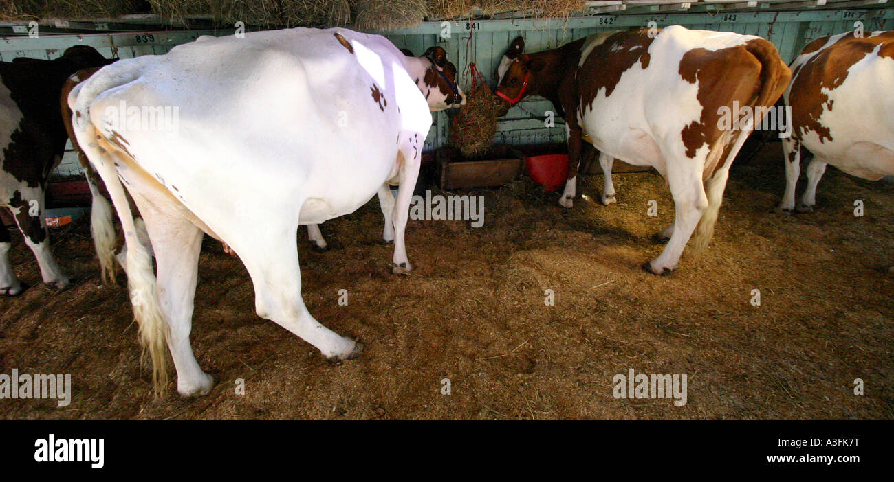 ALL WHITE AND BROWN AND WHITE COWS REAR VIEW HORIZONTAL BAPDB9048 Stock ...