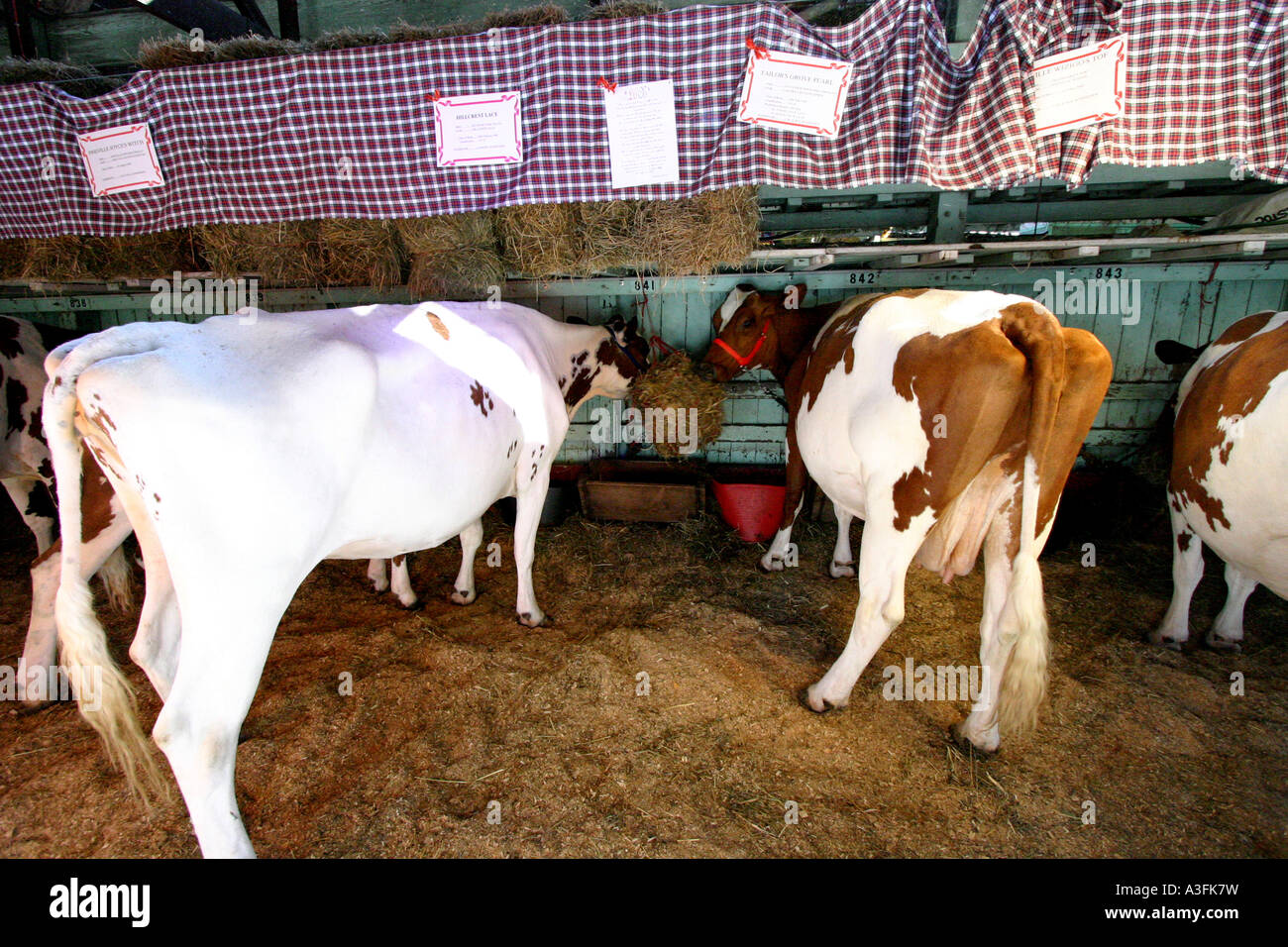 Cow bum hi-res stock photography and images - Alamy