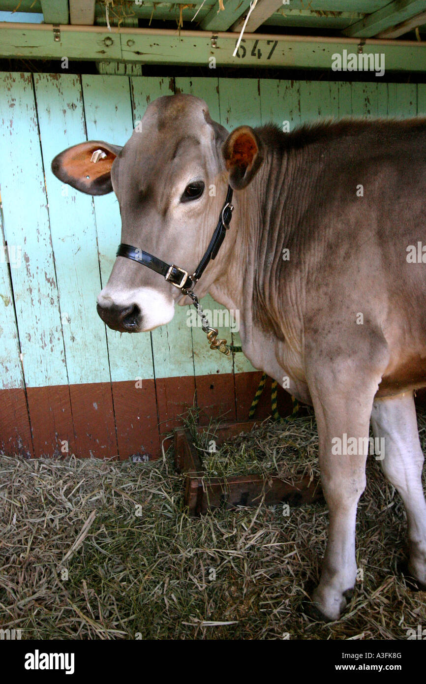 BROWN COW VERTICAL HALF PORTRAIT LOOKING BACK AT CAMERA BAPDB9052 Stock ...