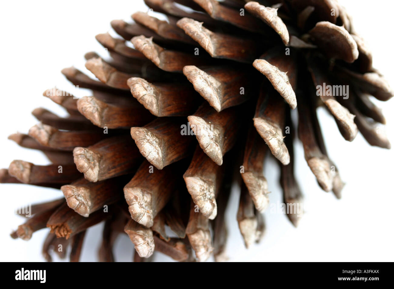 SINGLE PINE CONE BAPDB9174 HORIZONTAL Stock Photo - Alamy