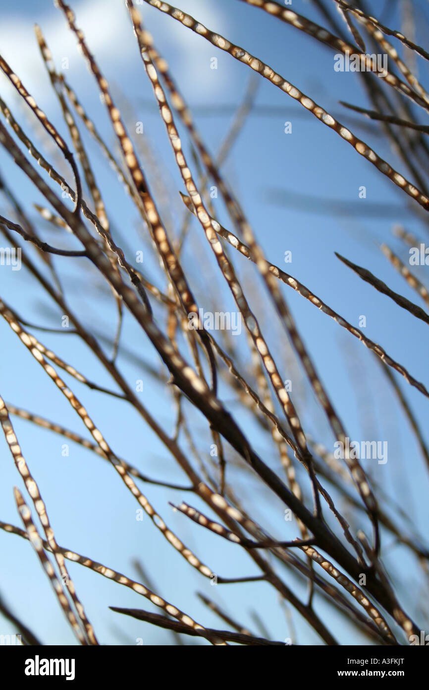 Skeleton seed pods hi-res stock photography and images - Alamy