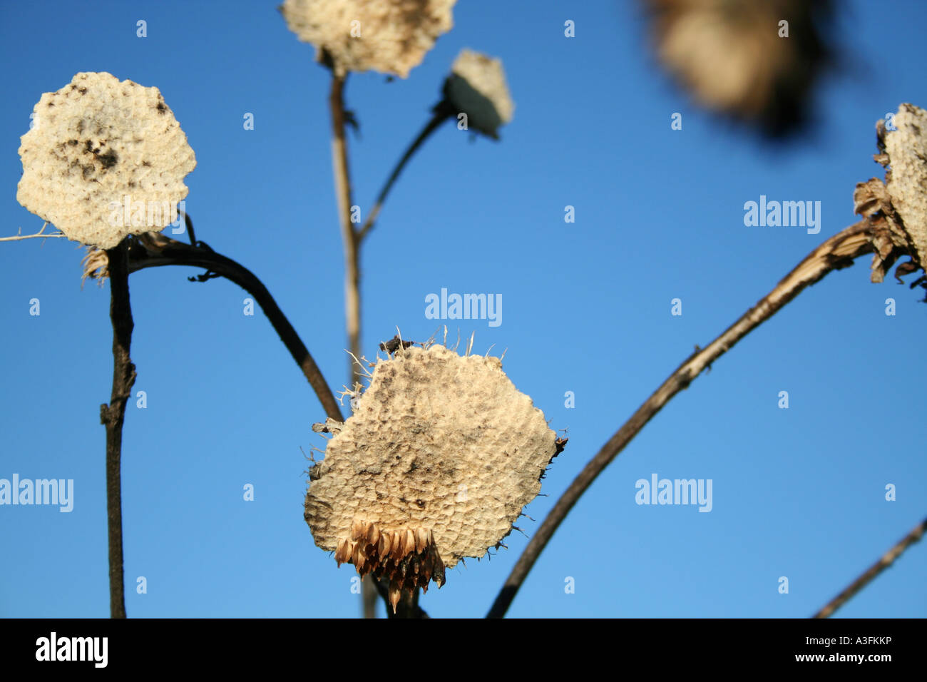 skeletal sunflower heads Stock Photo - Alamy