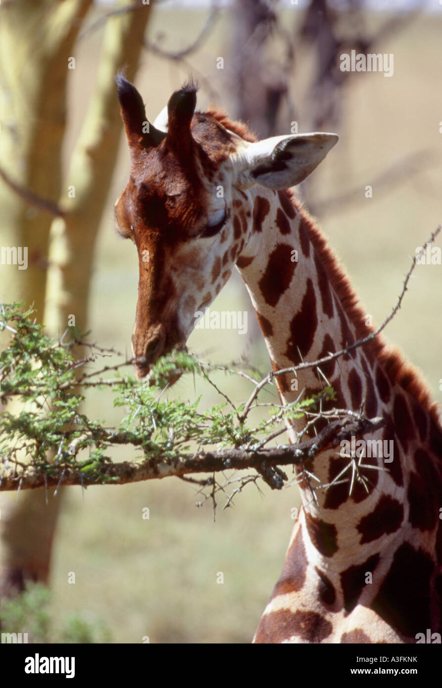 A young giraffe browses from a thorny acacia tree Stock Photo - Alamy