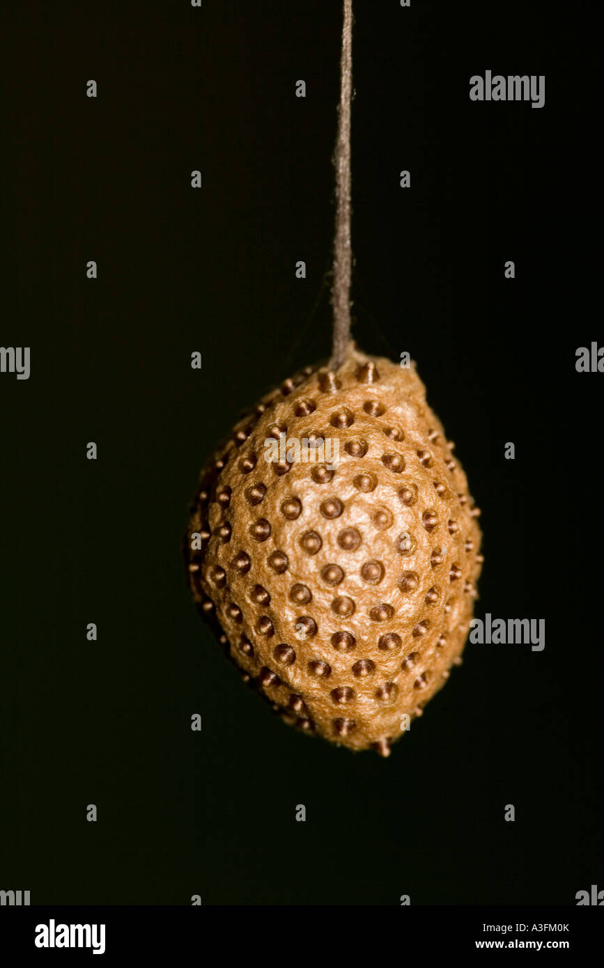 Insect cocoon on the edge of Marojejy N P Stock Photo - Alamy