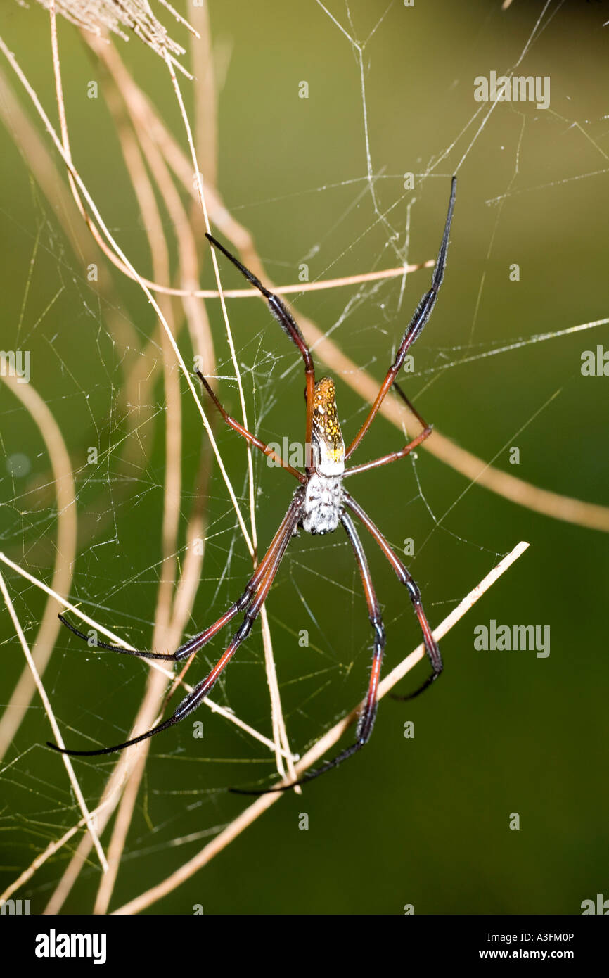 A large Nephila spider waits for prey in the jungle of Madagascar Stock ...